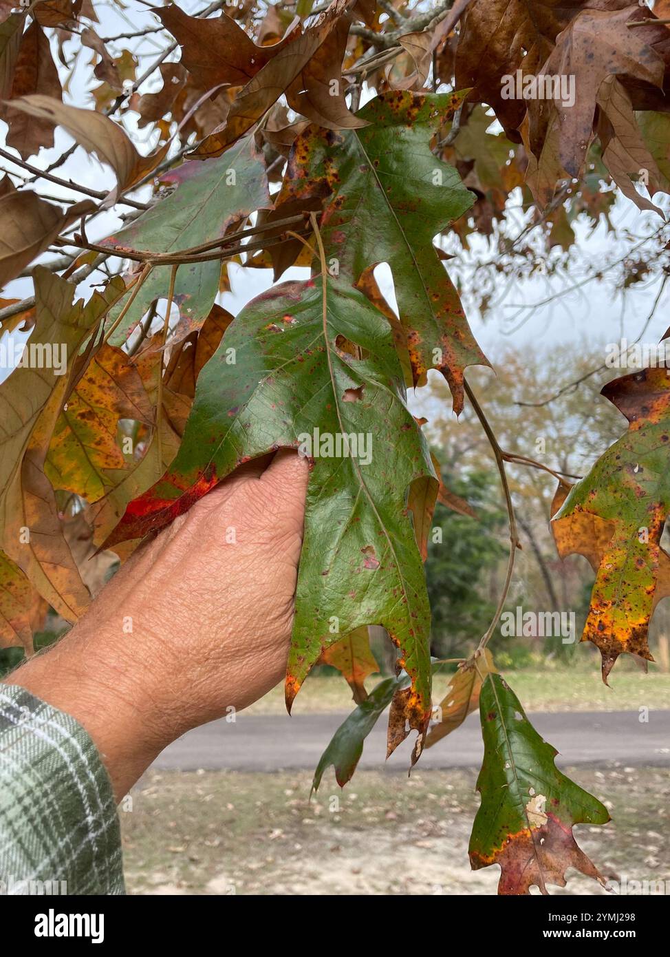cherrybark oak (Quercus pagoda Stock Photo - Alamy
