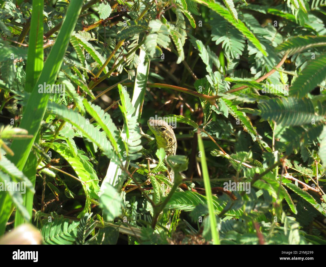 Rainbow whiptails (Cnemidophorus Stock Photo - Alamy