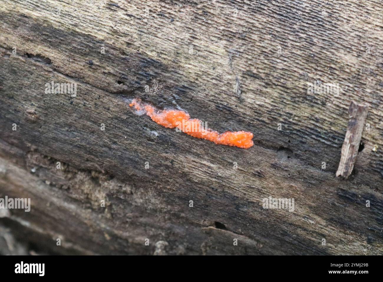 Red Raspberry Slime Mold (Tubifera ferruginosa Stock Photo - Alamy