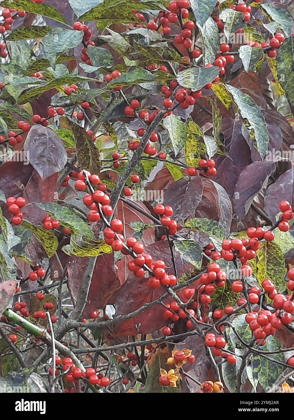 winterberry holly (Ilex verticillata Stock Photo - Alamy