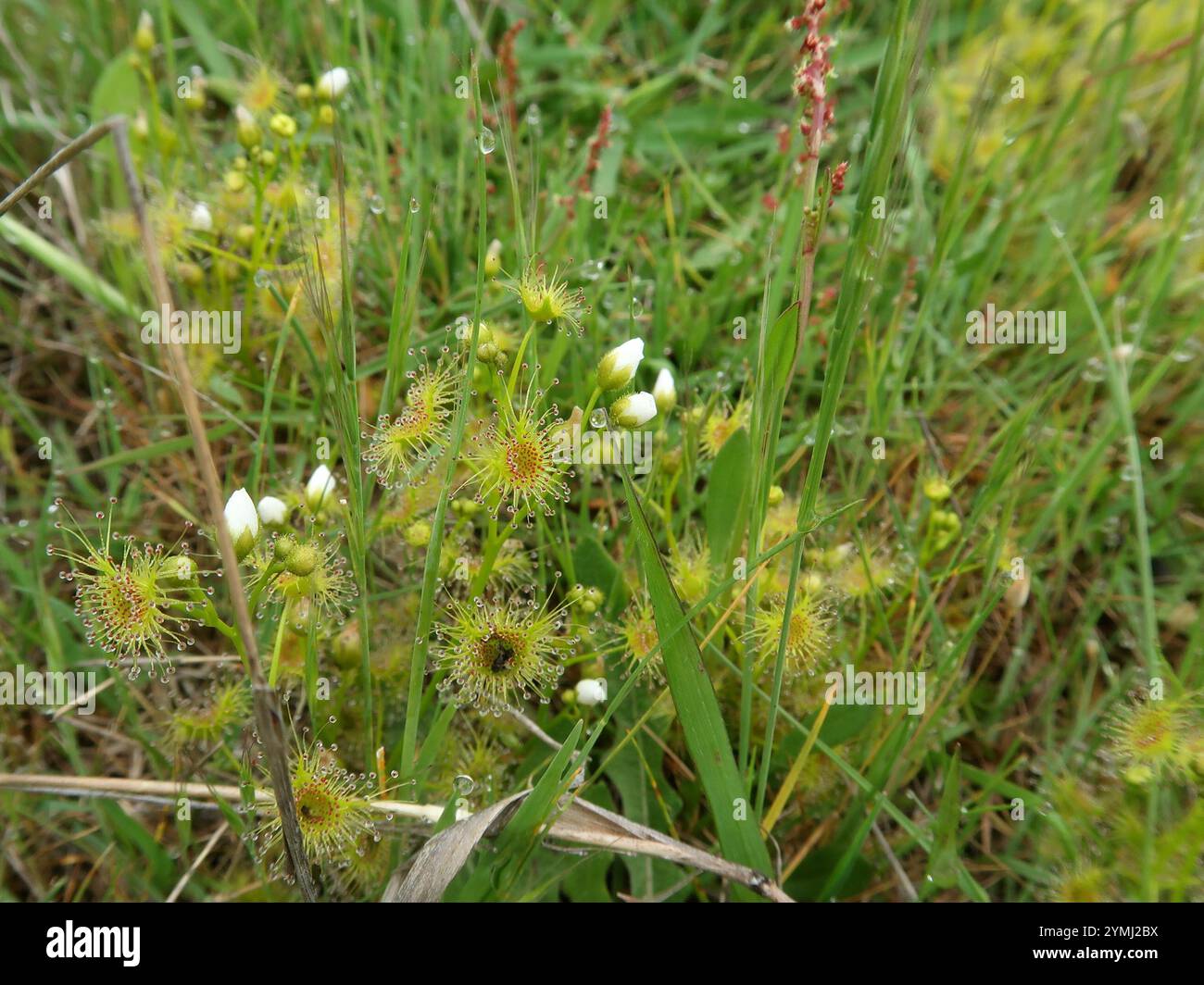 Grassland Sundew (Drosera hookeri Stock Photo - Alamy