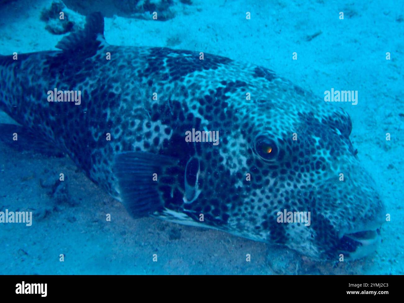 Starry Puffer (Arothron stellatus Stock Photo - Alamy