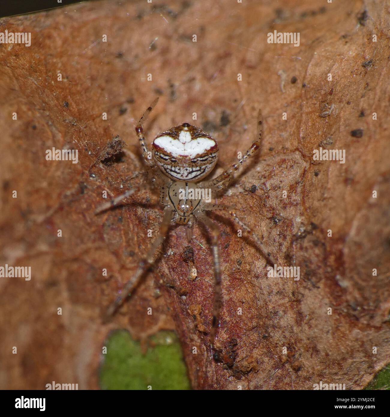 Comb-footed Spiders (Theridiidae Stock Photo - Alamy