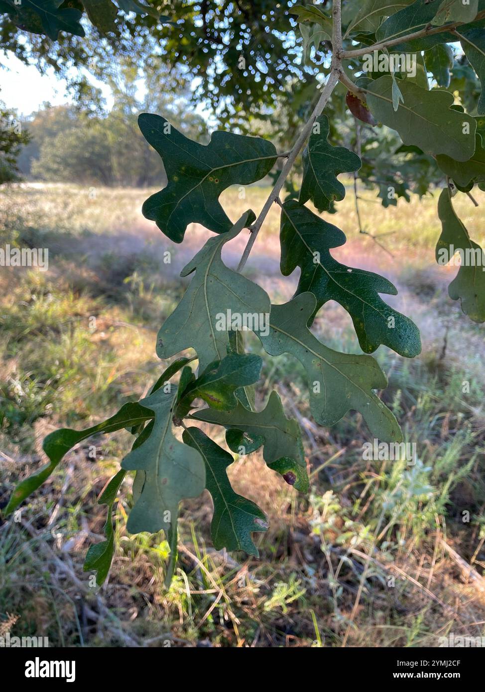 post oak (Quercus stellata Stock Photo - Alamy