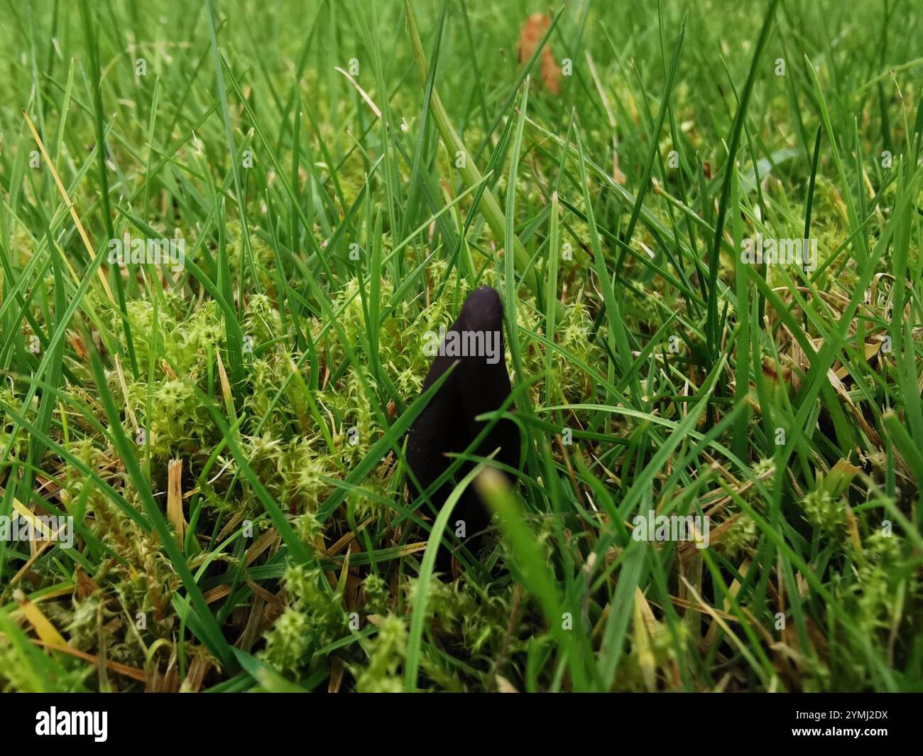 Earth Tongues (Geoglossum Stock Photo - Alamy