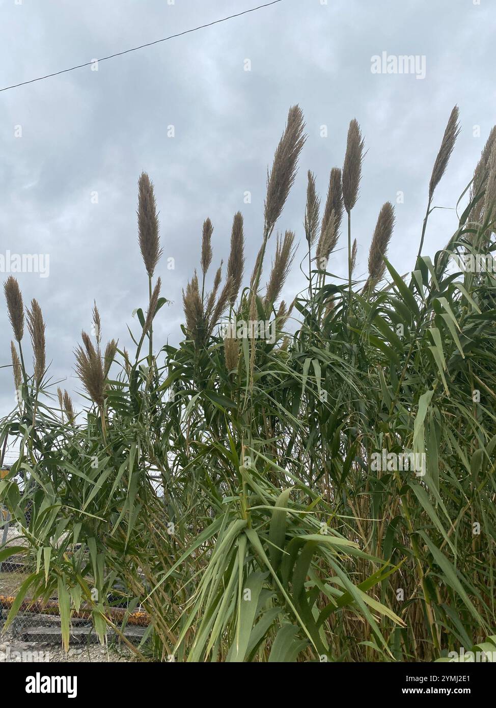 giant reed (Arundo donax Stock Photo - Alamy