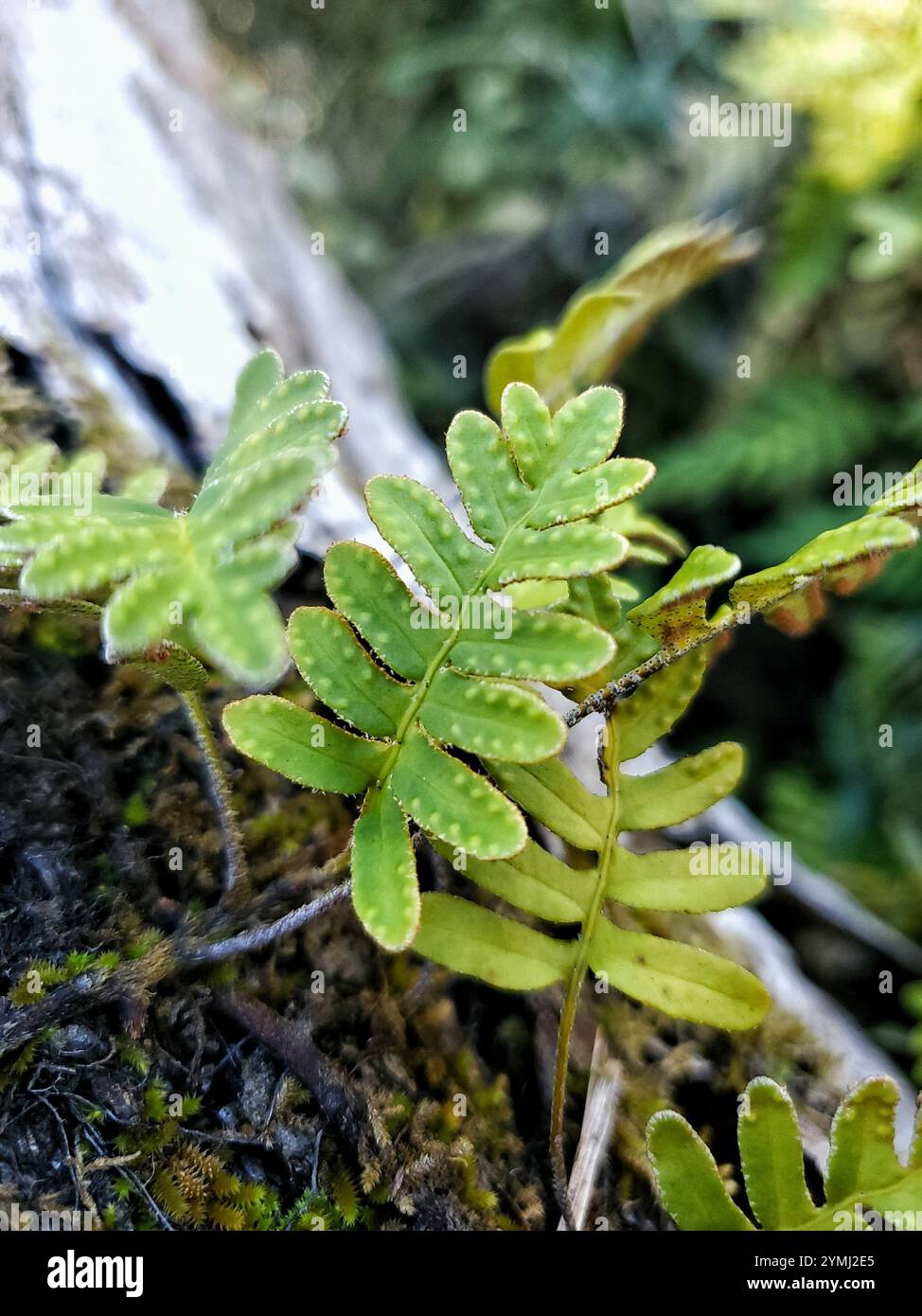 resurrection fern (Pleopeltis michauxiana Stock Photo - Alamy