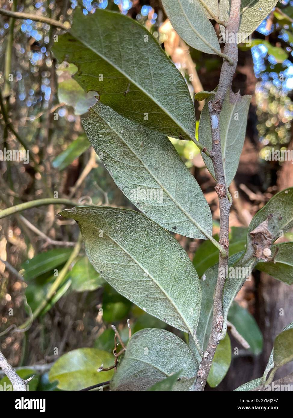 Gum bumelia (Sideroxylon lanuginosum Stock Photo - Alamy
