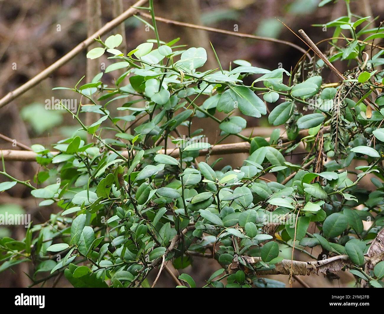 Chinese box-orange (Atalantia buxifolia Stock Photo - Alamy