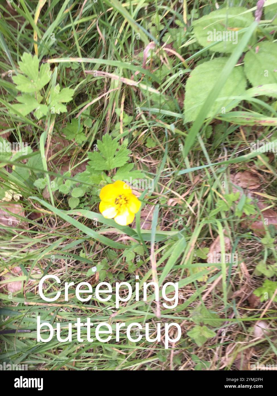 Creeping buttercup (Ranunculus repens Stock Photo - Alamy