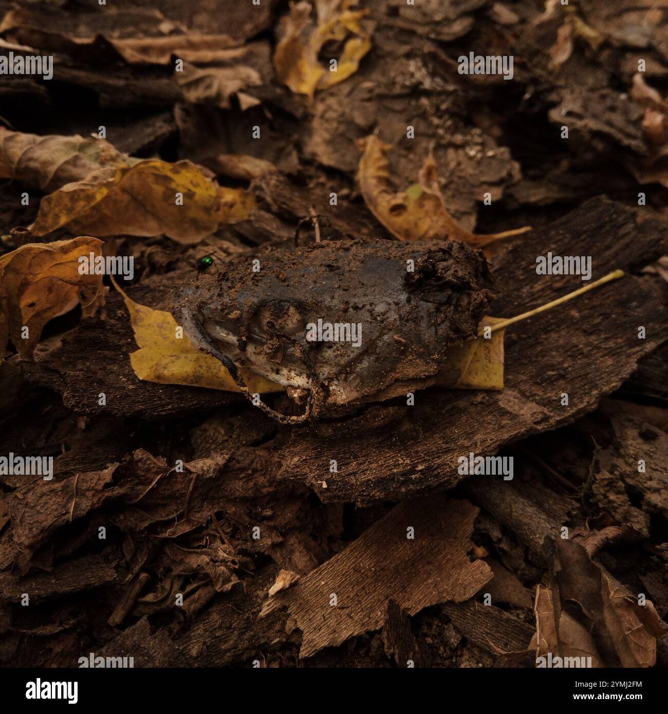 North American Freshwater Catfishes (Ictaluridae Stock Photo - Alamy