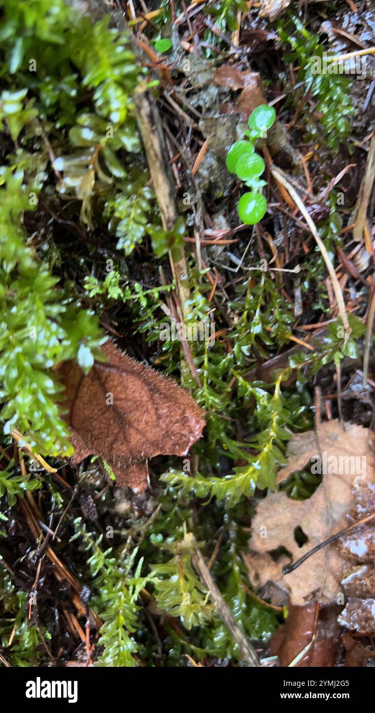 Badge Moss (Plagiomnium insigne Stock Photo - Alamy