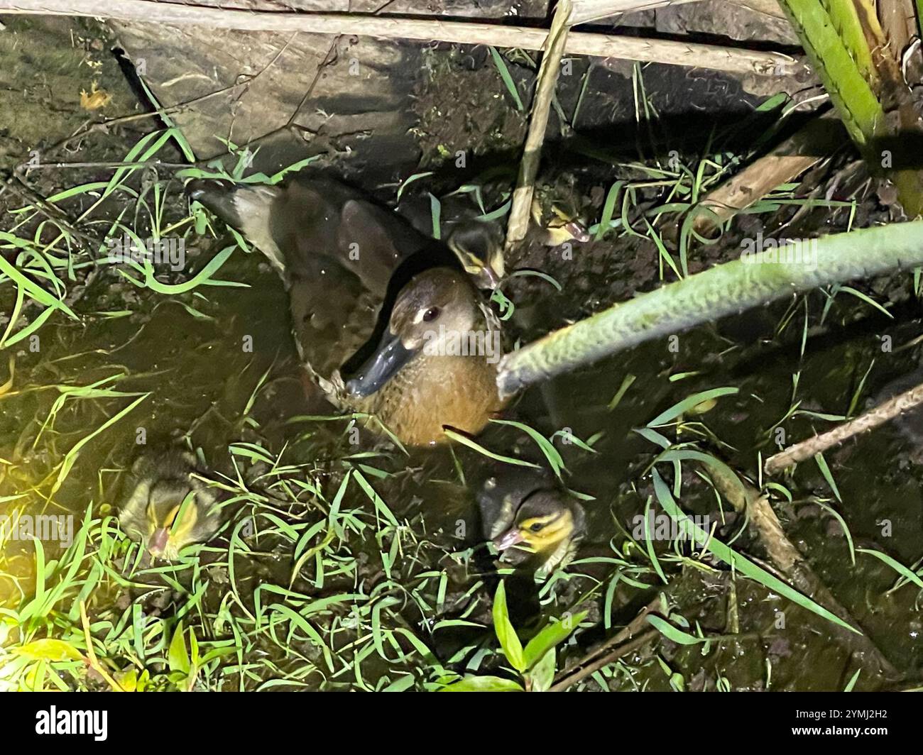 Amazonetta brasiliensis hi-res stock photography and images - Alamy