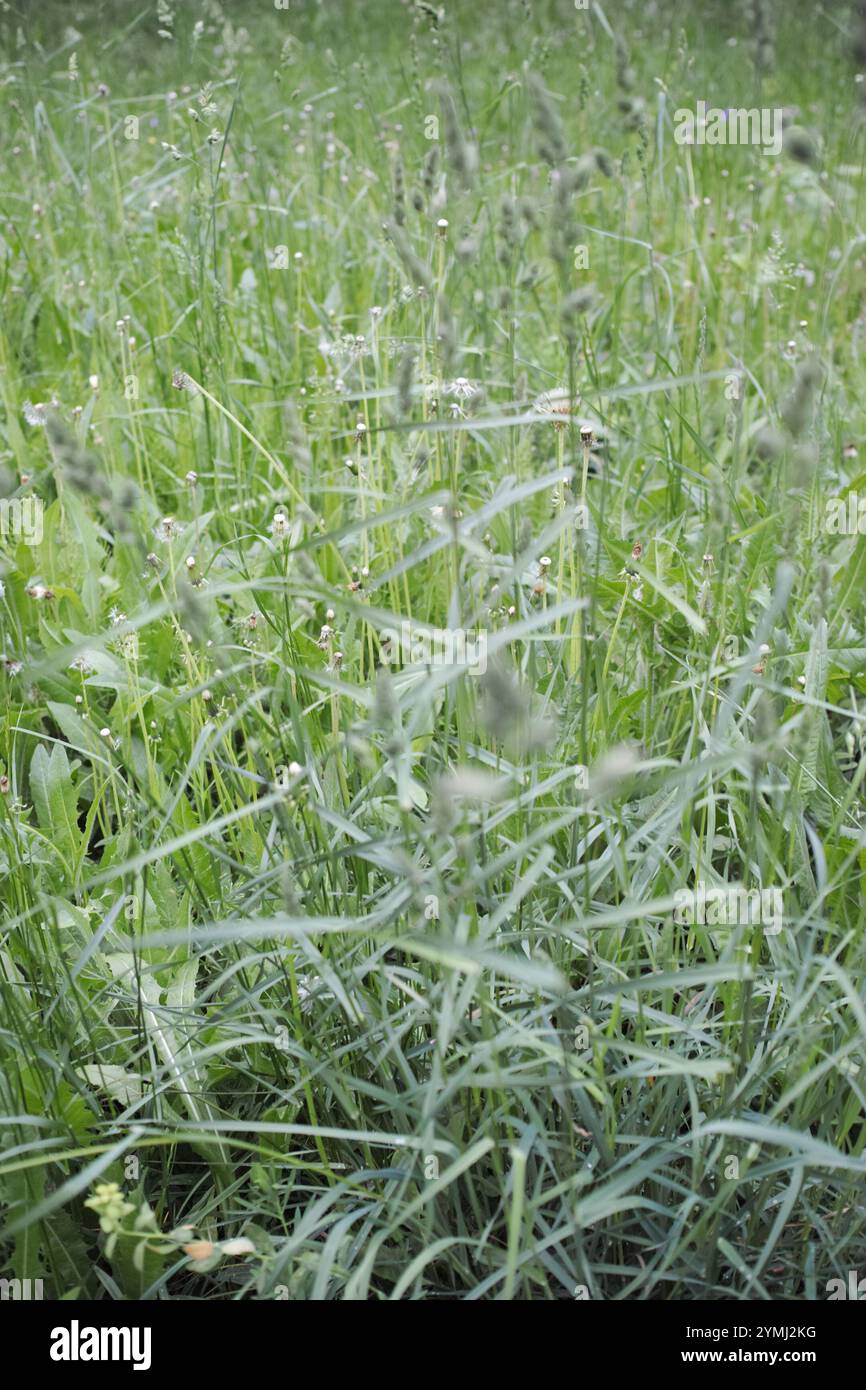 orchard grass (Dactylis glomerata Stock Photo - Alamy