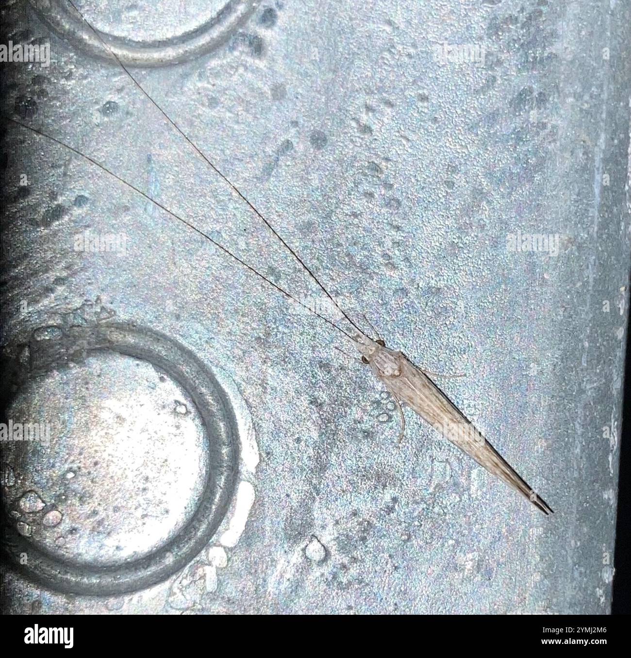 White Miller Caddisflies (Nectopsyche Stock Photo - Alamy