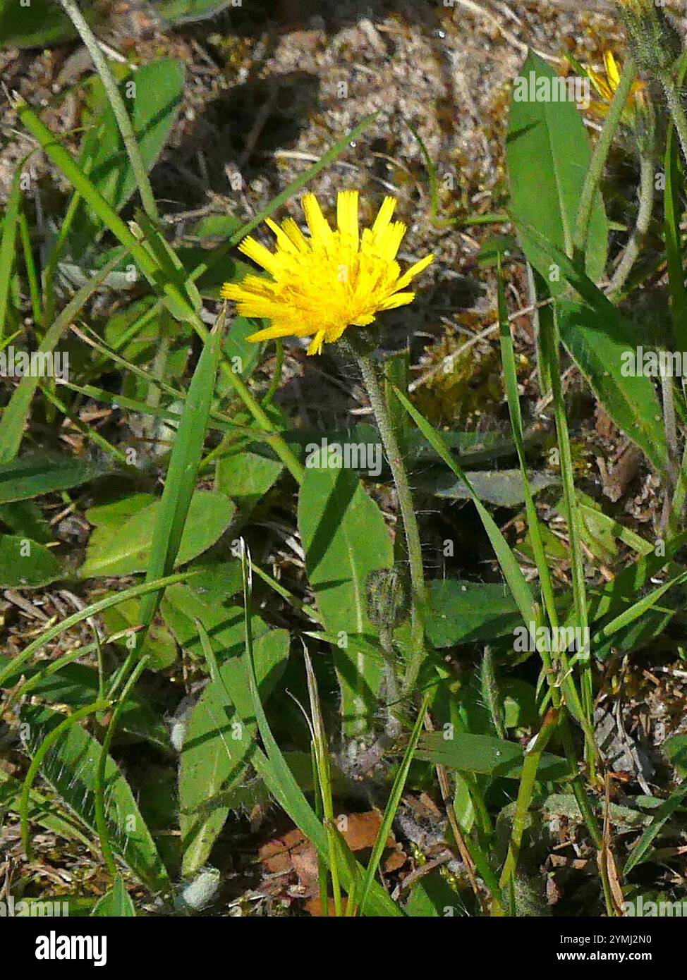 mouse-eared hawkweed (Pilosella officinarum Stock Photo - Alamy