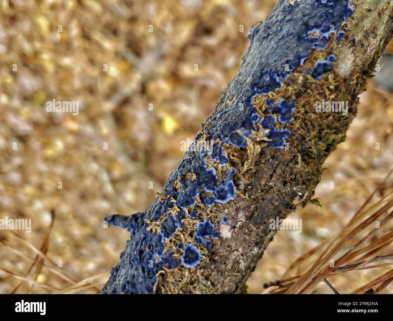 Cobalt Crust (Terana coerulea Stock Photo - Alamy