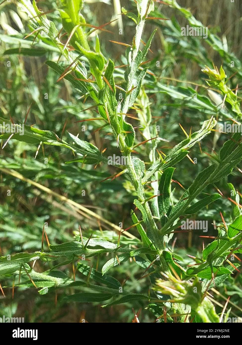 Kangaroo thorn (Acacia paradoxa Stock Photo - Alamy