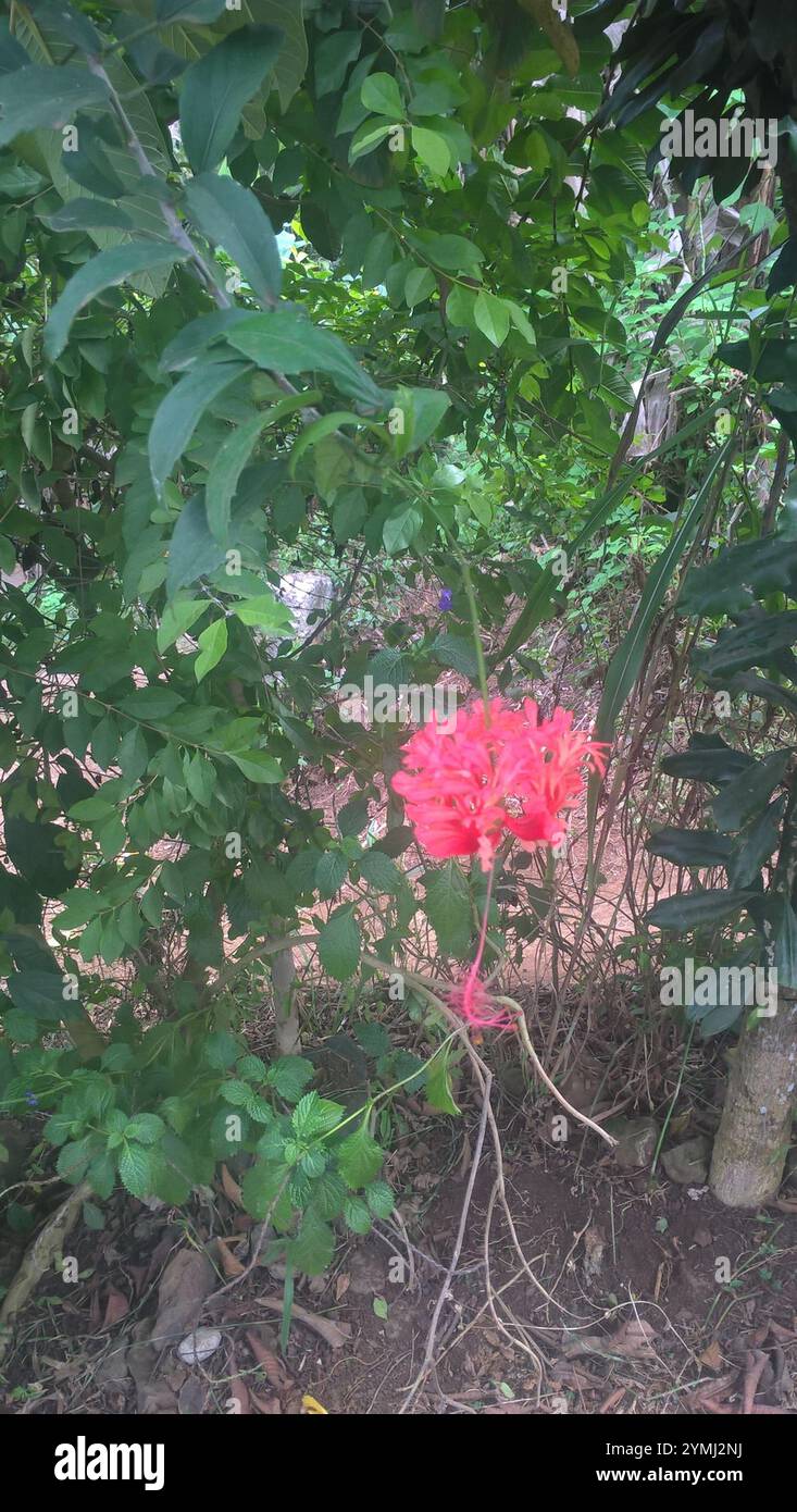 Spider Hibiscus (Hibiscus schizopetalus Stock Photo - Alamy