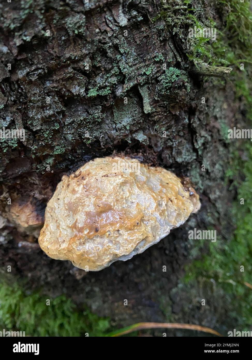 Alder Bracket (Mensularia radiata Stock Photo - Alamy