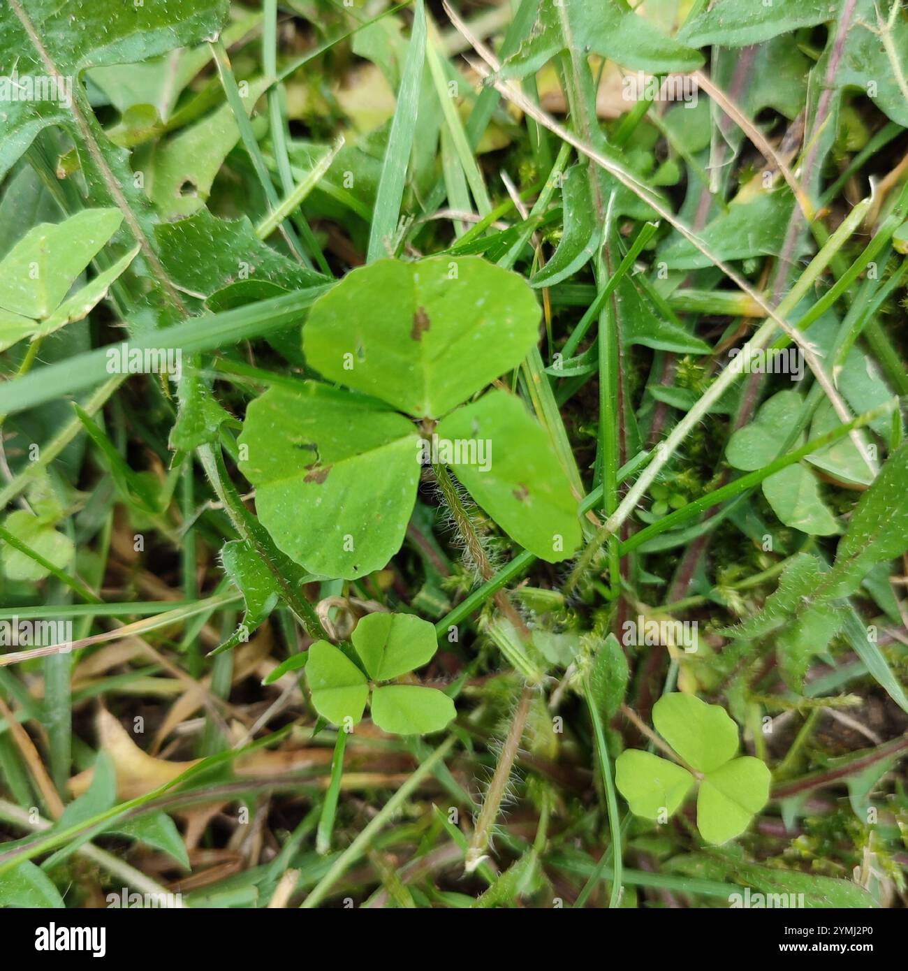 Spotted medick (Medicago arabica Stock Photo - Alamy