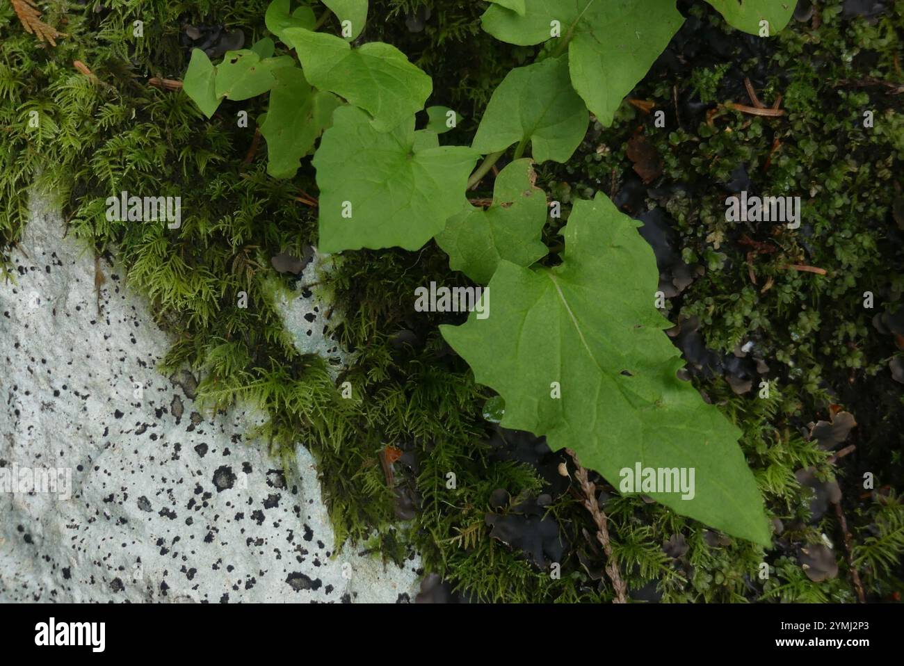 western rattlesnake root (Nabalus alatus Stock Photo - Alamy