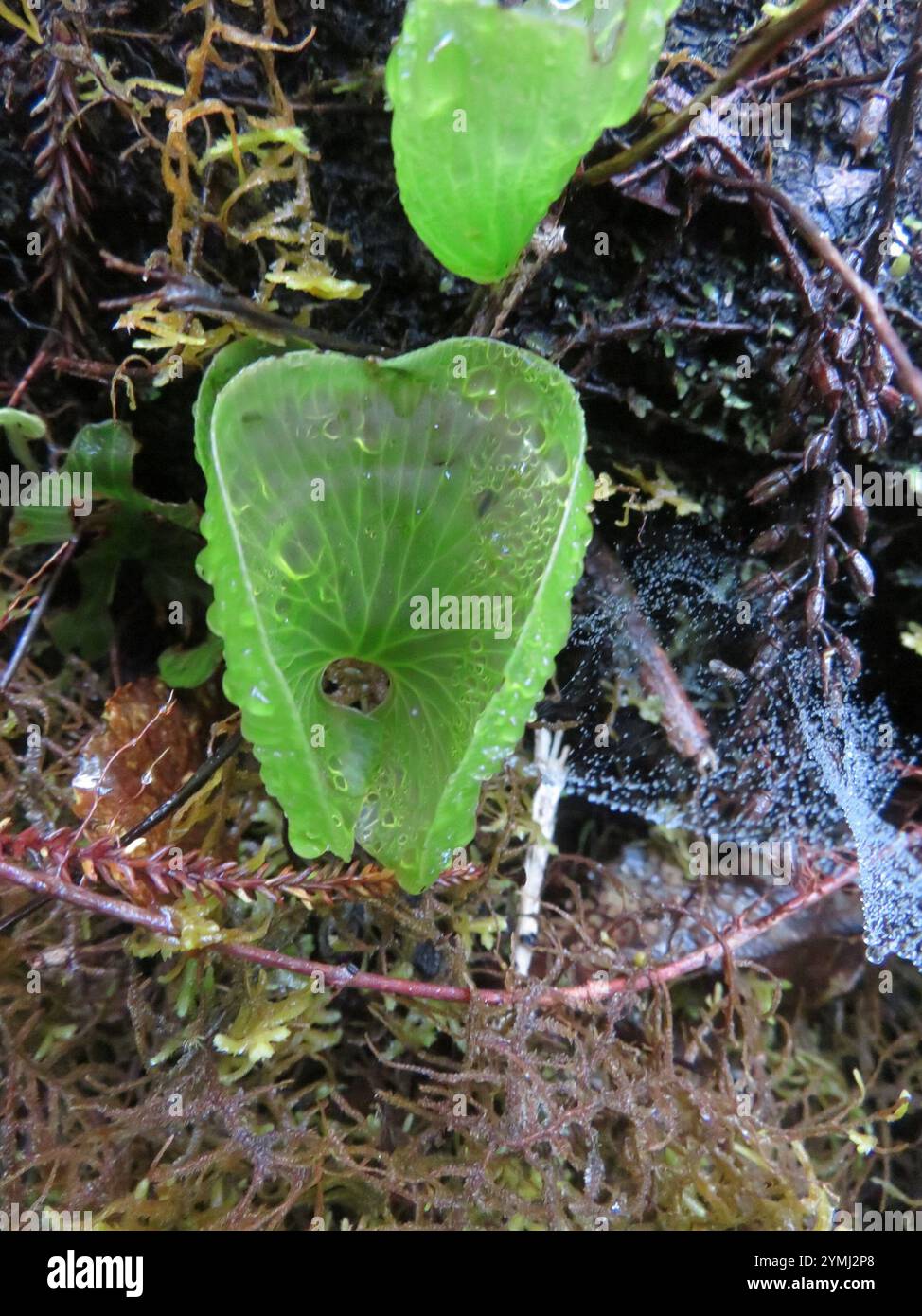 Kidney fern hi-res stock photography and images - Alamy