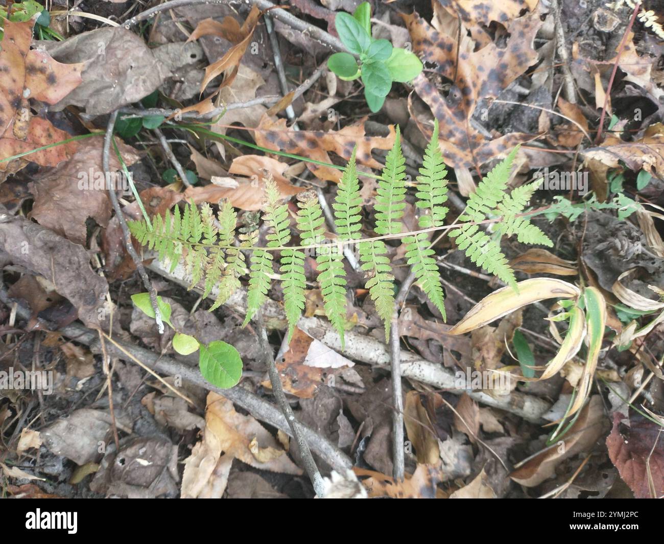 southern lady fern (Athyrium asplenioides Stock Photo - Alamy