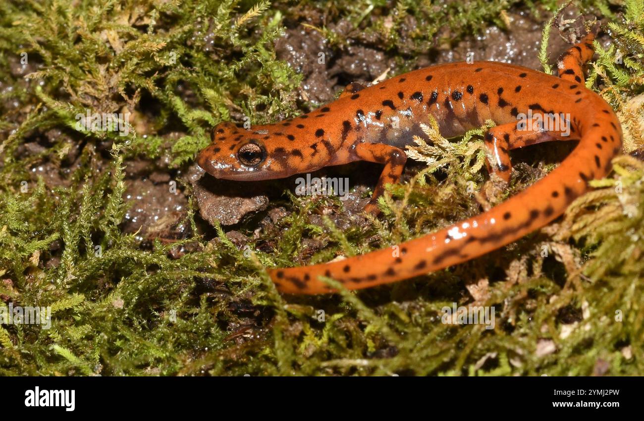 Cave Salamander (Eurycea lucifuga Stock Photo - Alamy