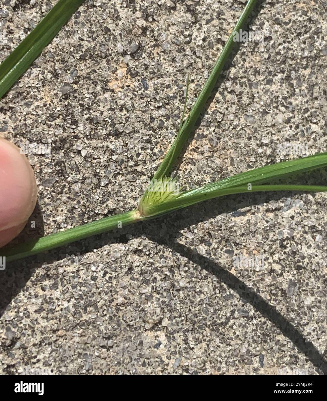 Shortleaf Spikesedge (Cyperus brevifolius Stock Photo - Alamy