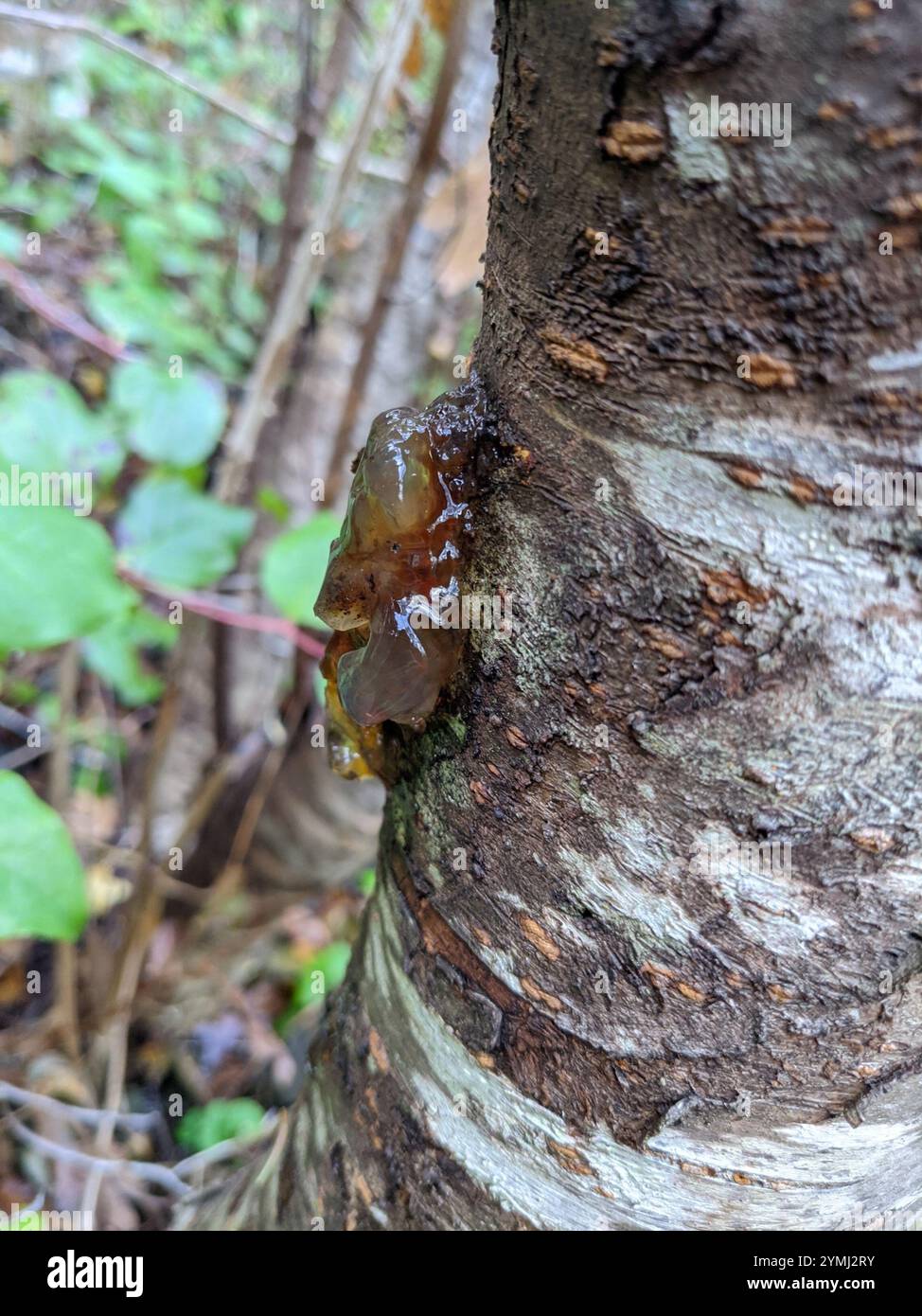 Crystal Brain Fungus (Myxarium nucleatum Stock Photo - Alamy