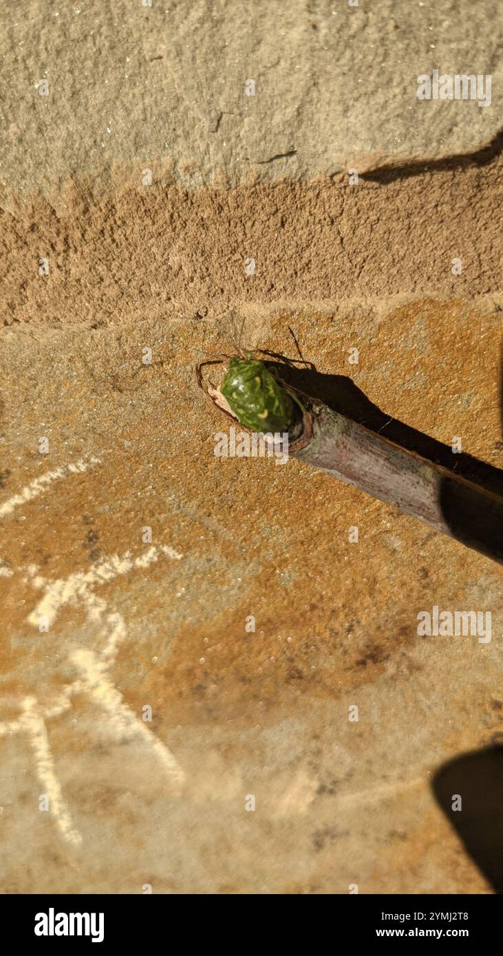 Juniper Stink Bug (Banasa euchlora Stock Photo - Alamy