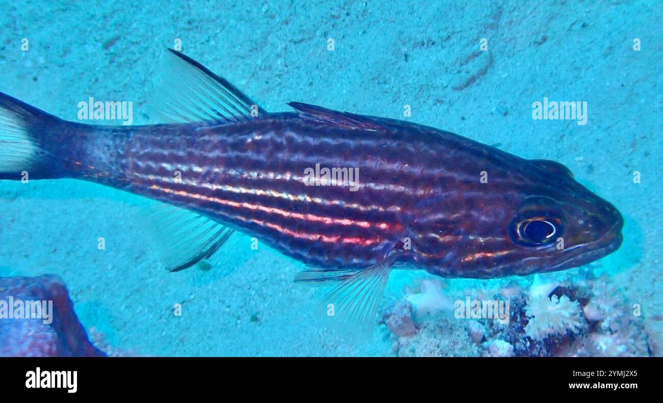 Tiger Cardinalfish (Cheilodipterus macrodon Stock Photo - Alamy
