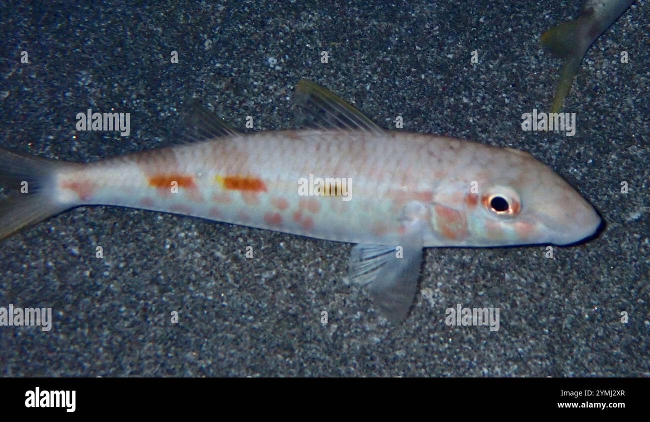 Yellowstripe Goatfish (Mulloidichthys flavolineatus Stock Photo - Alamy
