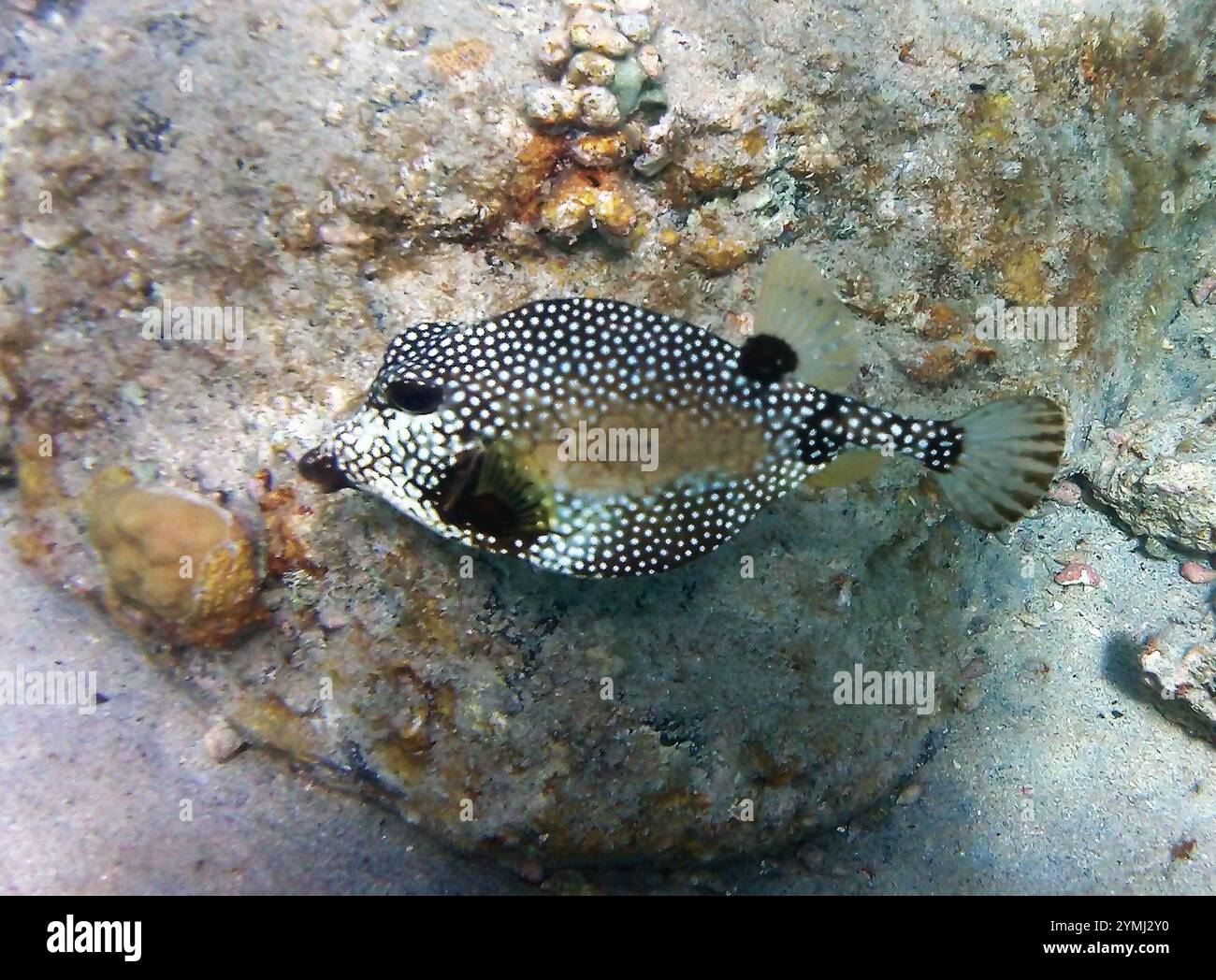 Smooth Trunkfish (Lactophrys triqueter Stock Photo - Alamy