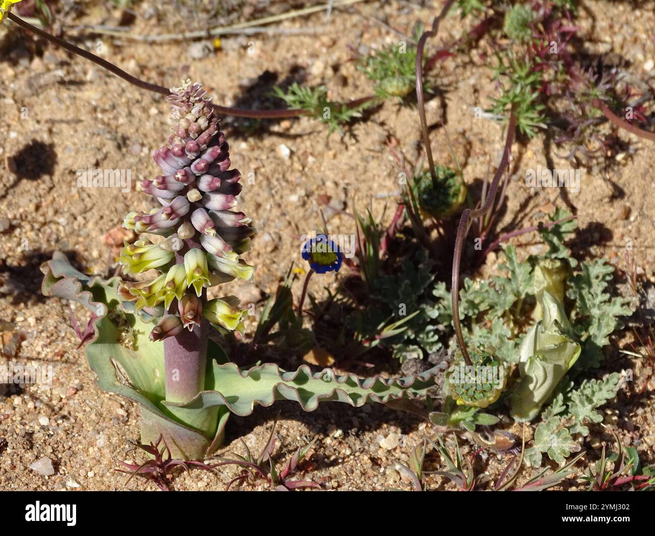 Lachenalia mutabilis hi-res stock photography and images - Alamy
