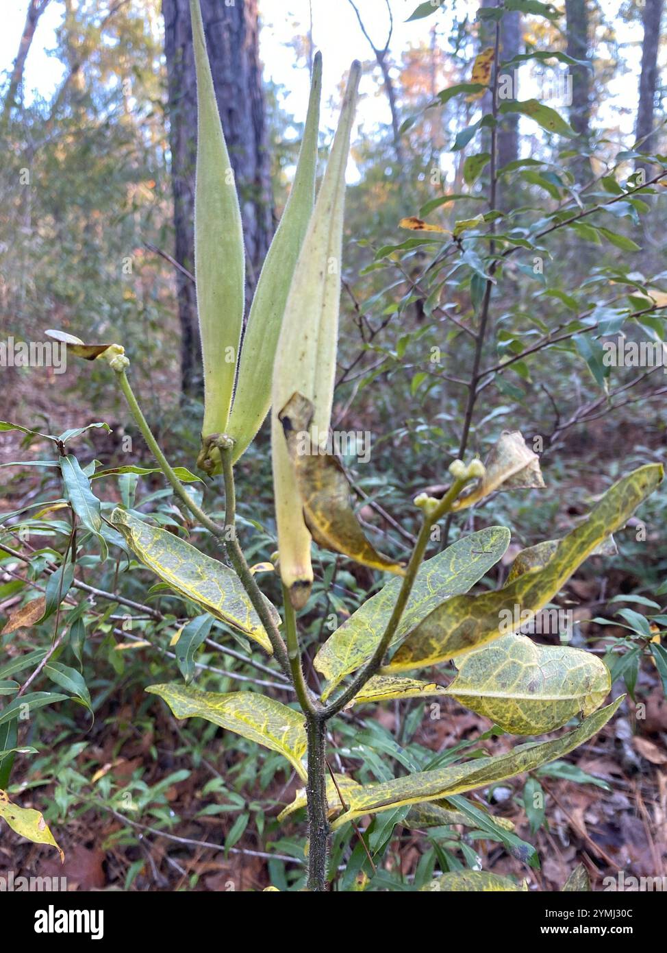 redring milkweed (Asclepias variegata Stock Photo - Alamy