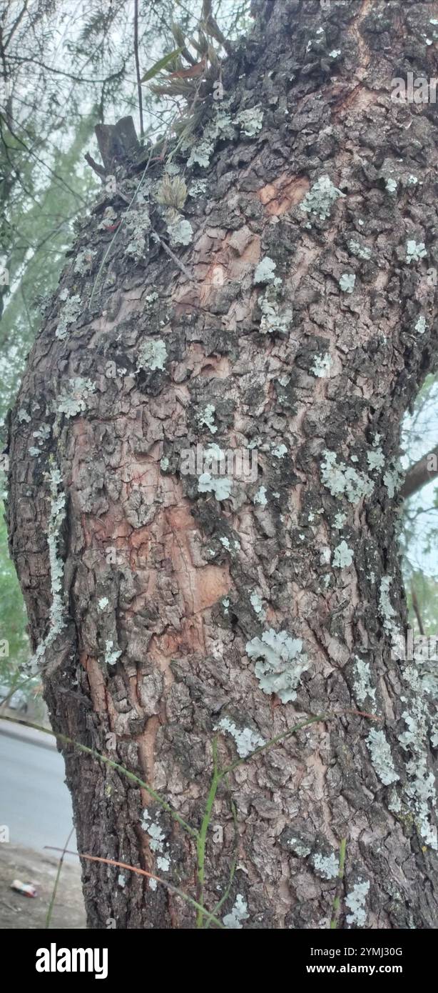 Peruvian Pepper Tree (Schinus molle Stock Photo - Alamy