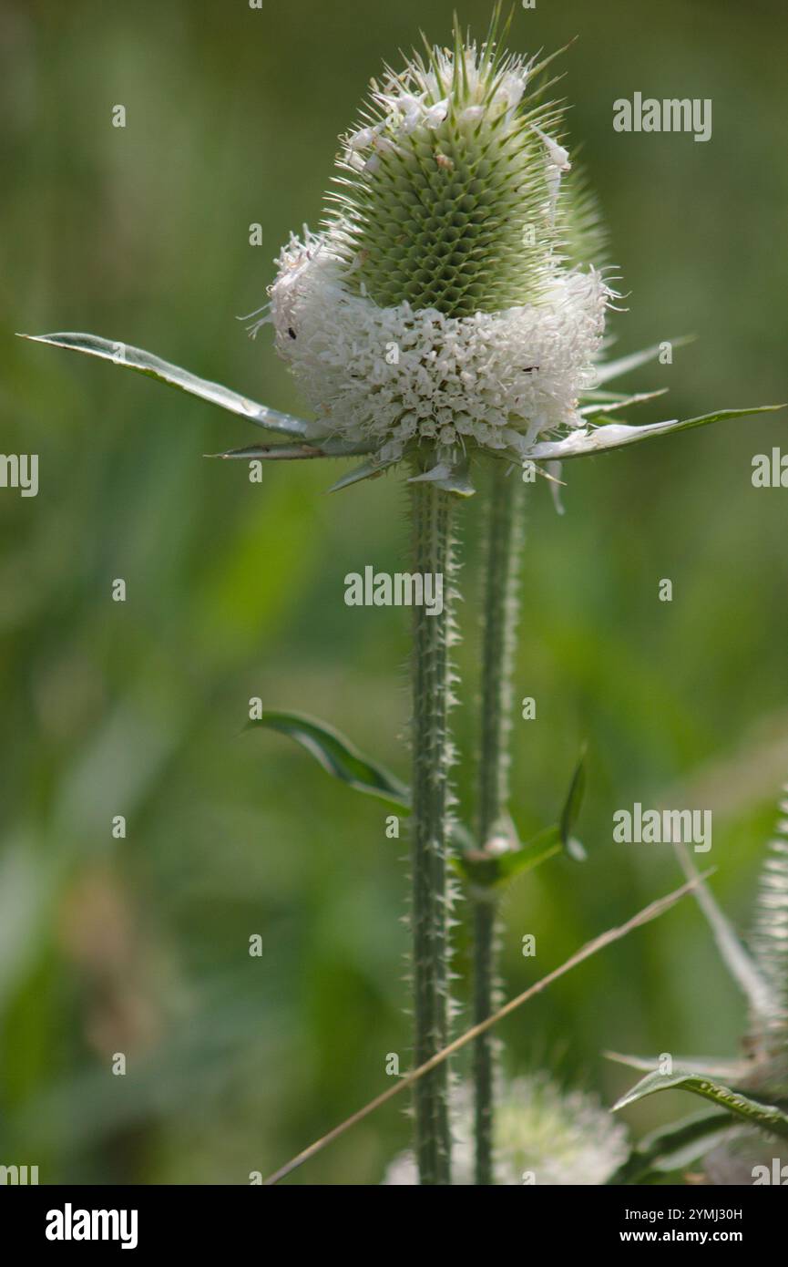 cutleaf teasel (Dipsacus laciniatus Stock Photo - Alamy