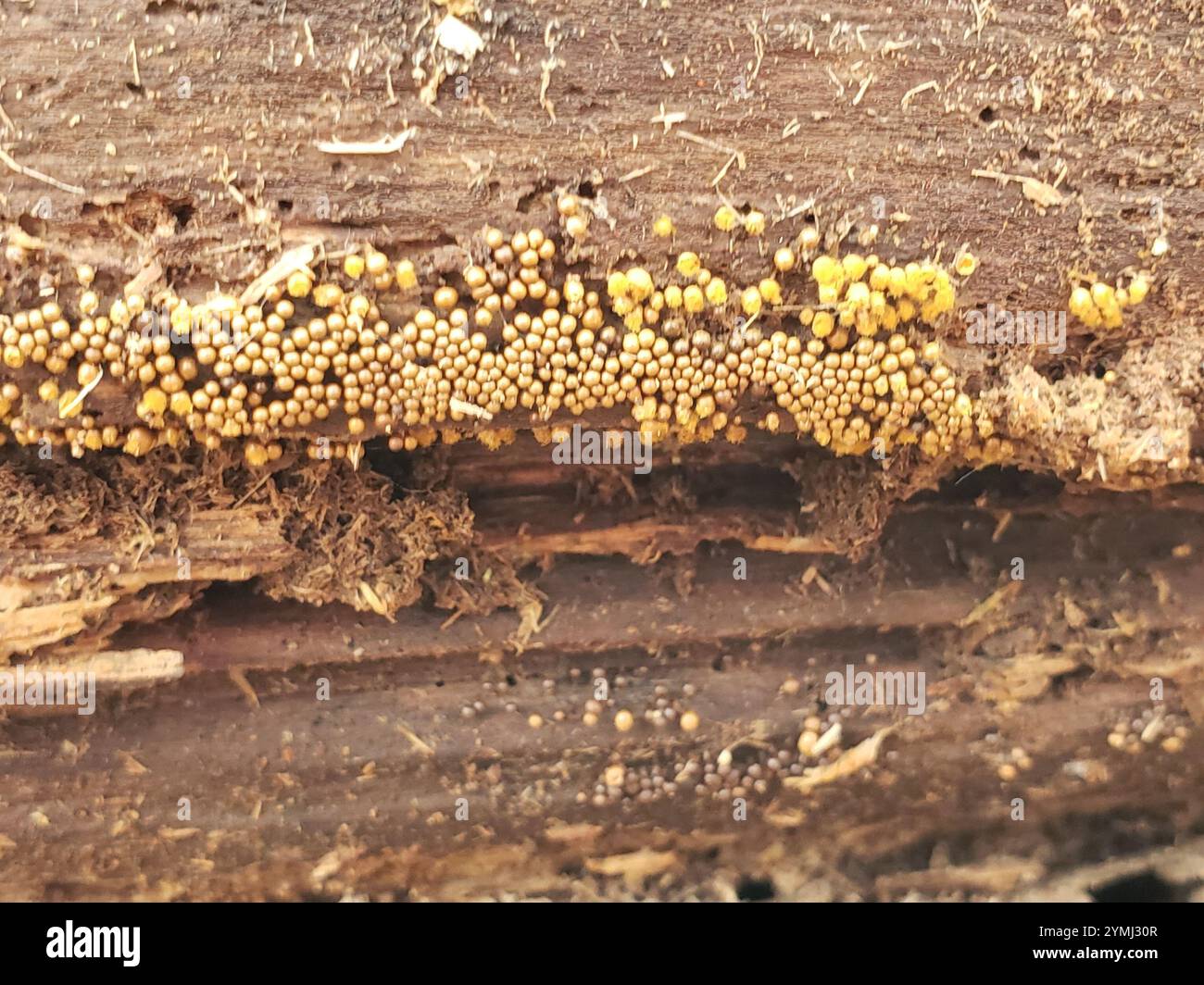 slime molds (Mycetozoa Stock Photo - Alamy