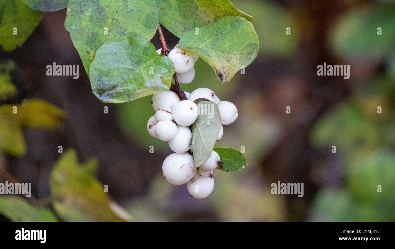 Common Snowberry (Symphoricarpos albus Stock Photo - Alamy