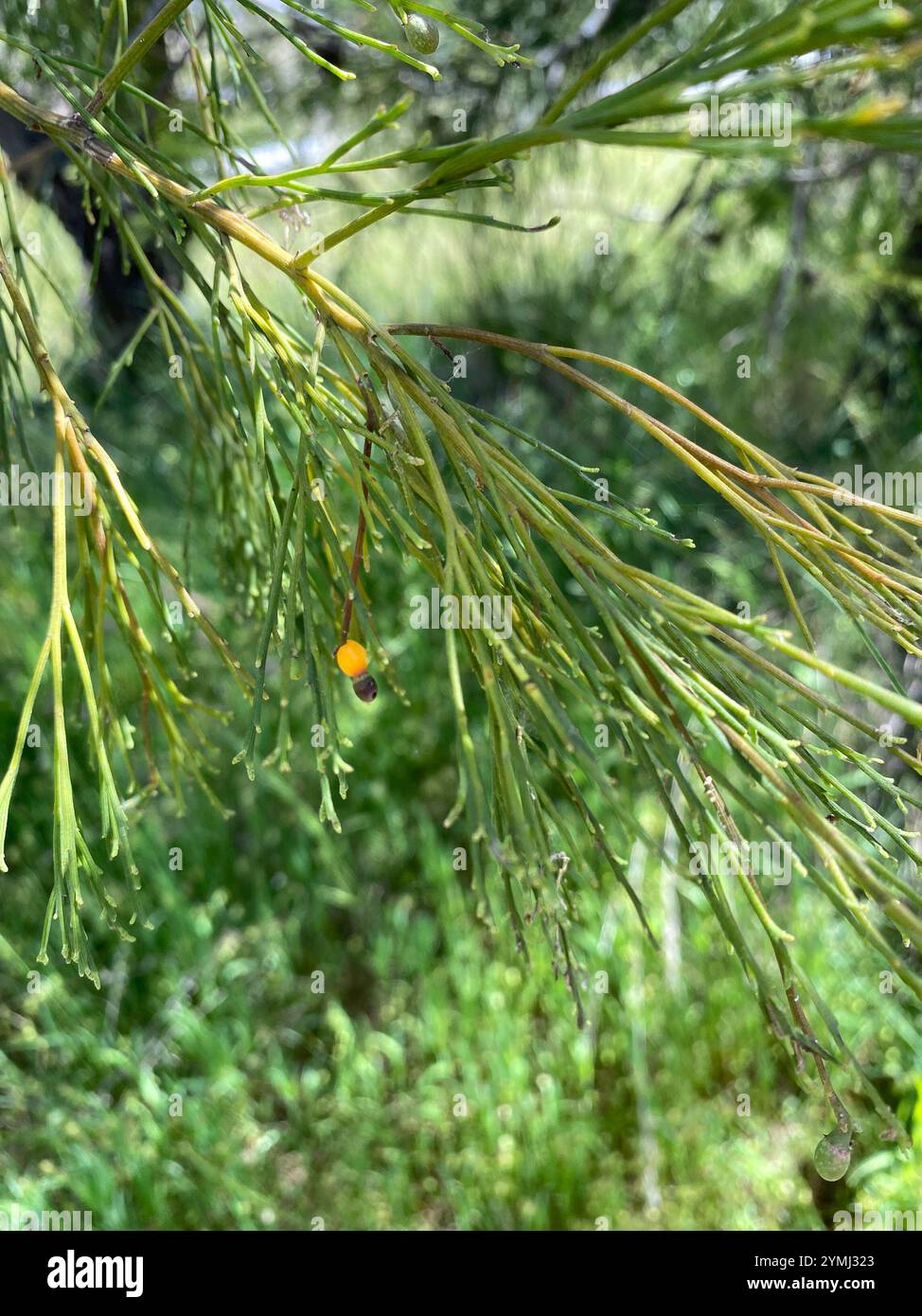 Exocarpos cupressiformis hi-res stock photography and images - Alamy