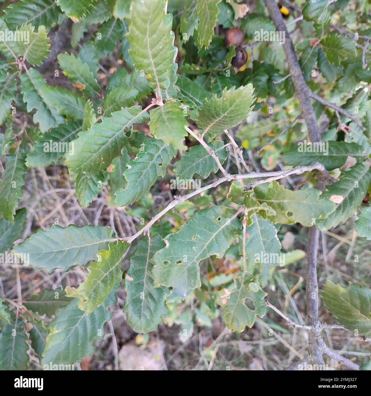 Portuguese oak (Quercus faginea Stock Photo - Alamy