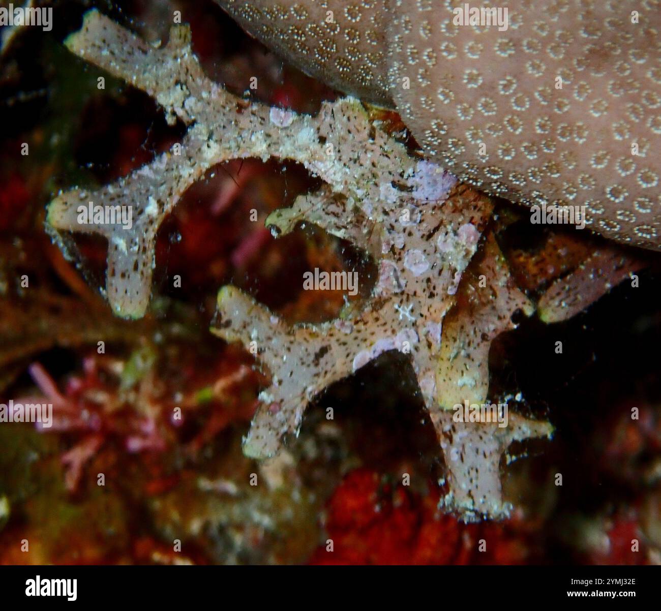 red algae (Rhodophyta Stock Photo - Alamy