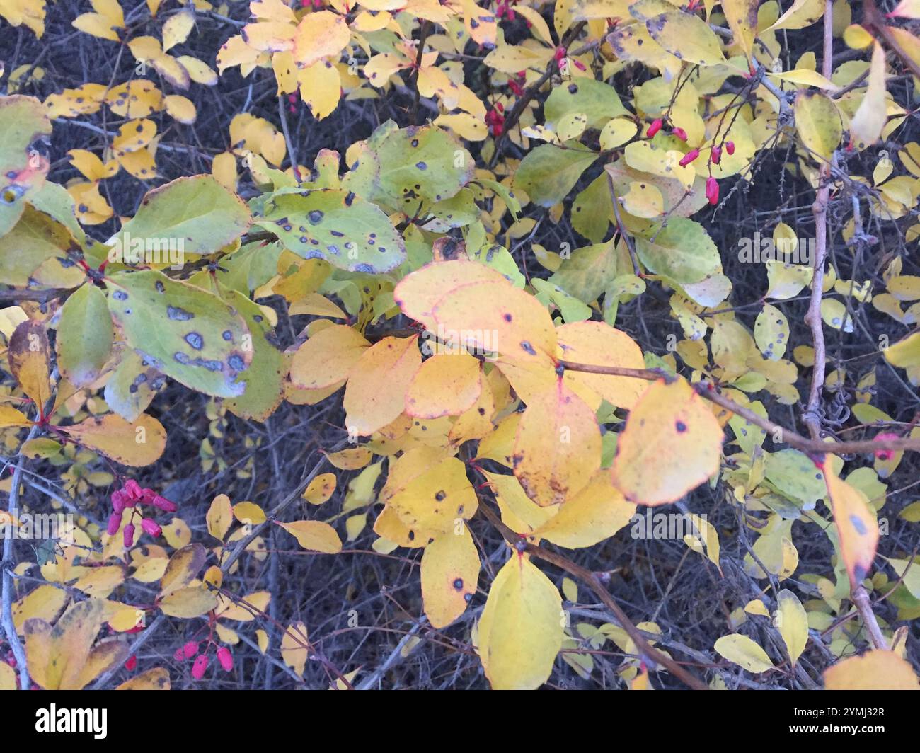 European barberry (Berberis vulgaris Stock Photo - Alamy