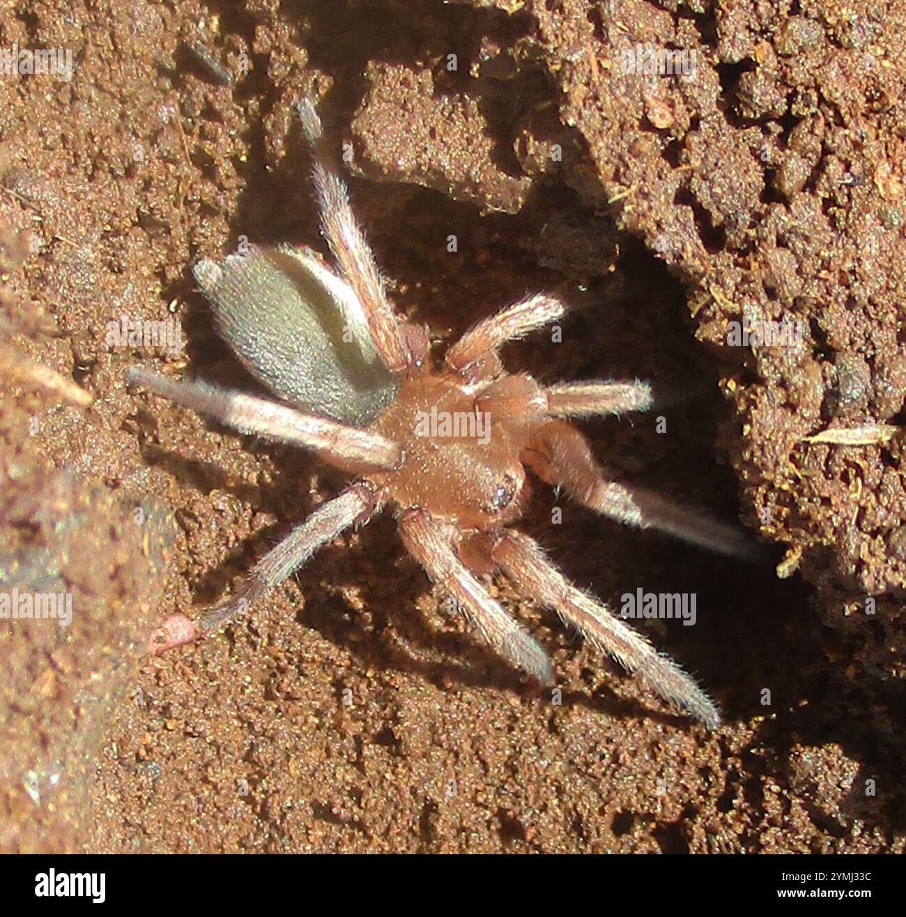Theuma hi-res stock photography and images - Alamy