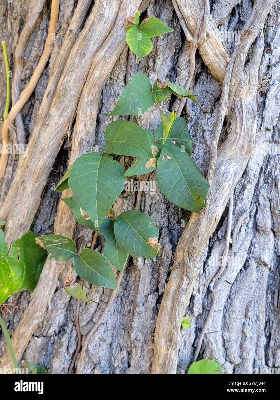 eastern poison ivy (Toxicodendron radicans Stock Photo - Alamy