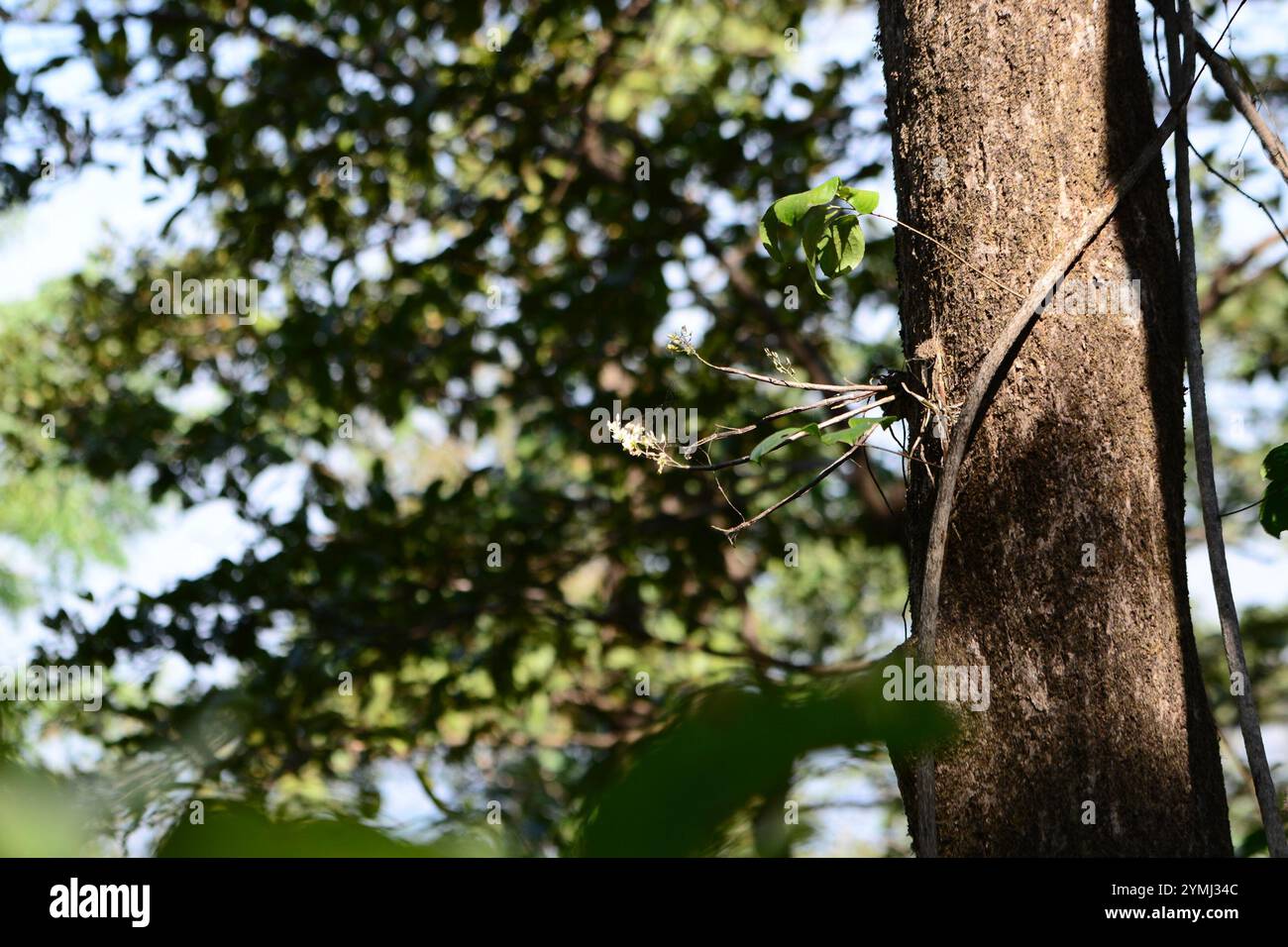 Dendrobium ovatum hi-res stock photography and images - Alamy