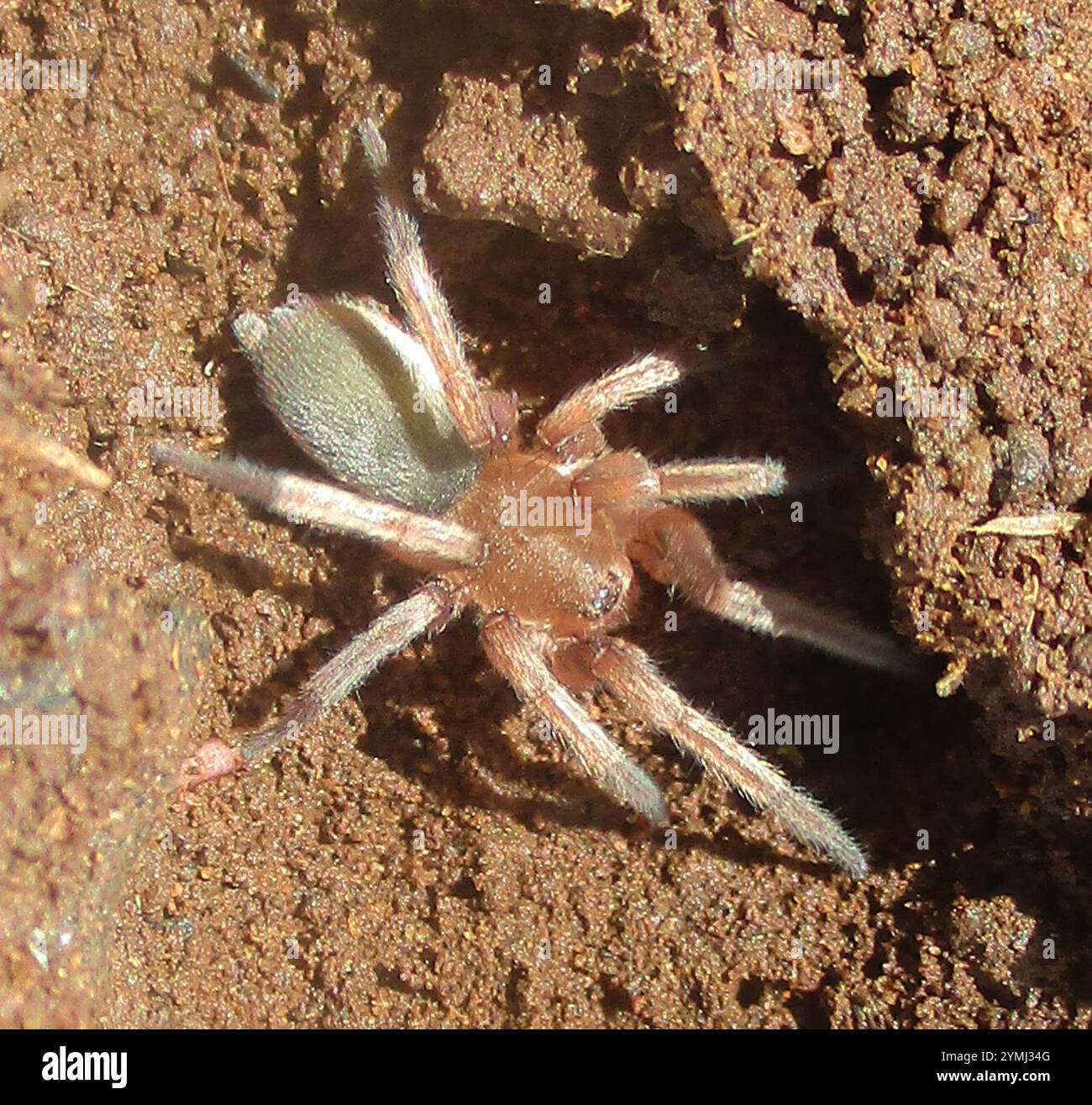 Theuma hi-res stock photography and images - Alamy