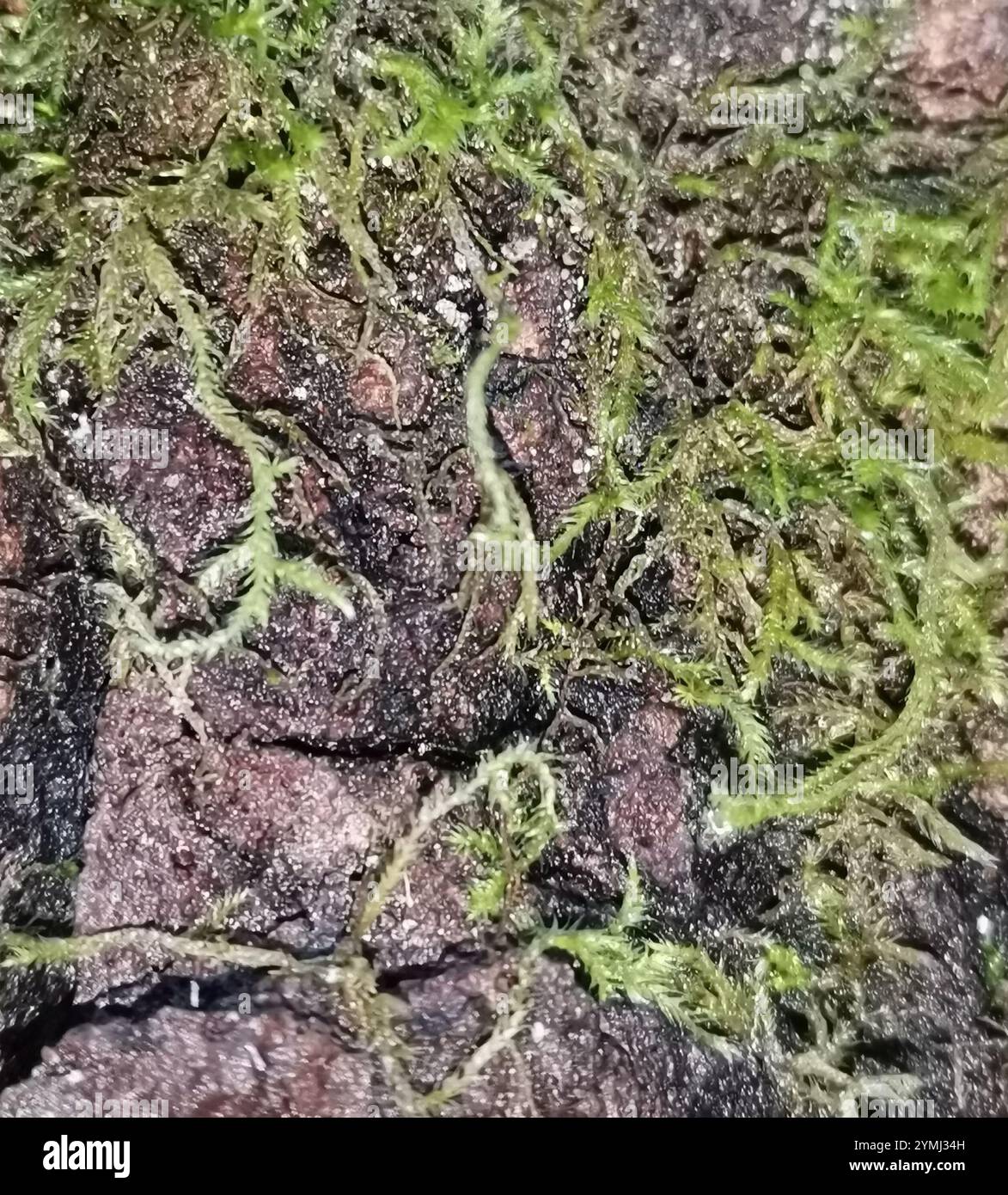 Rough-stalked Feather-moss (Brachythecium rutabulum Stock Photo - Alamy